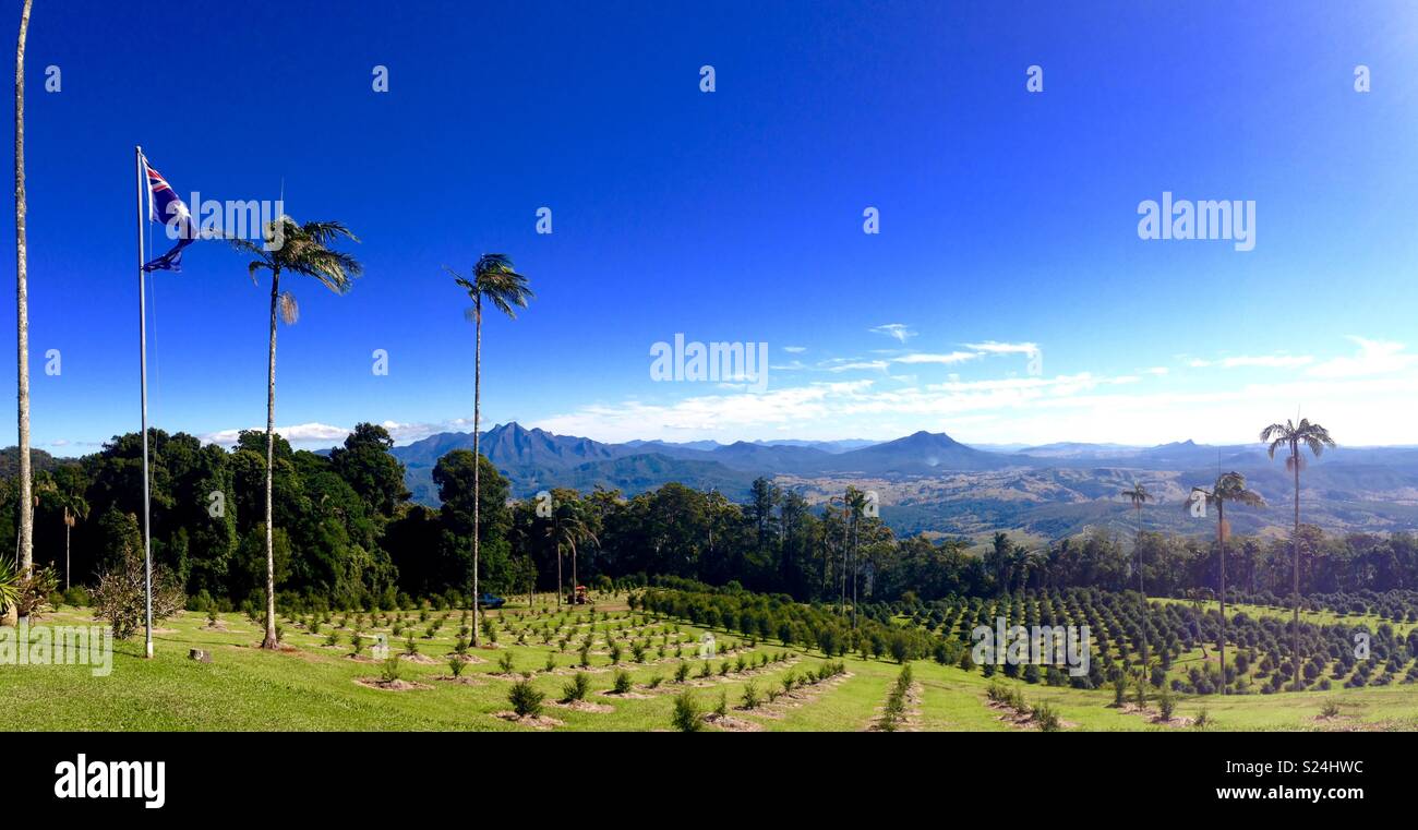 A Finger Lime farm in Queensland, Australia Stock Photo - Alamy
