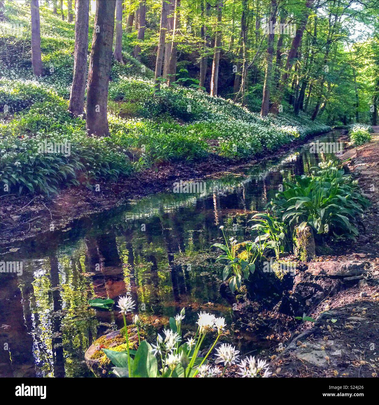 Skipton woods spring hi-res stock photography and images - Alamy