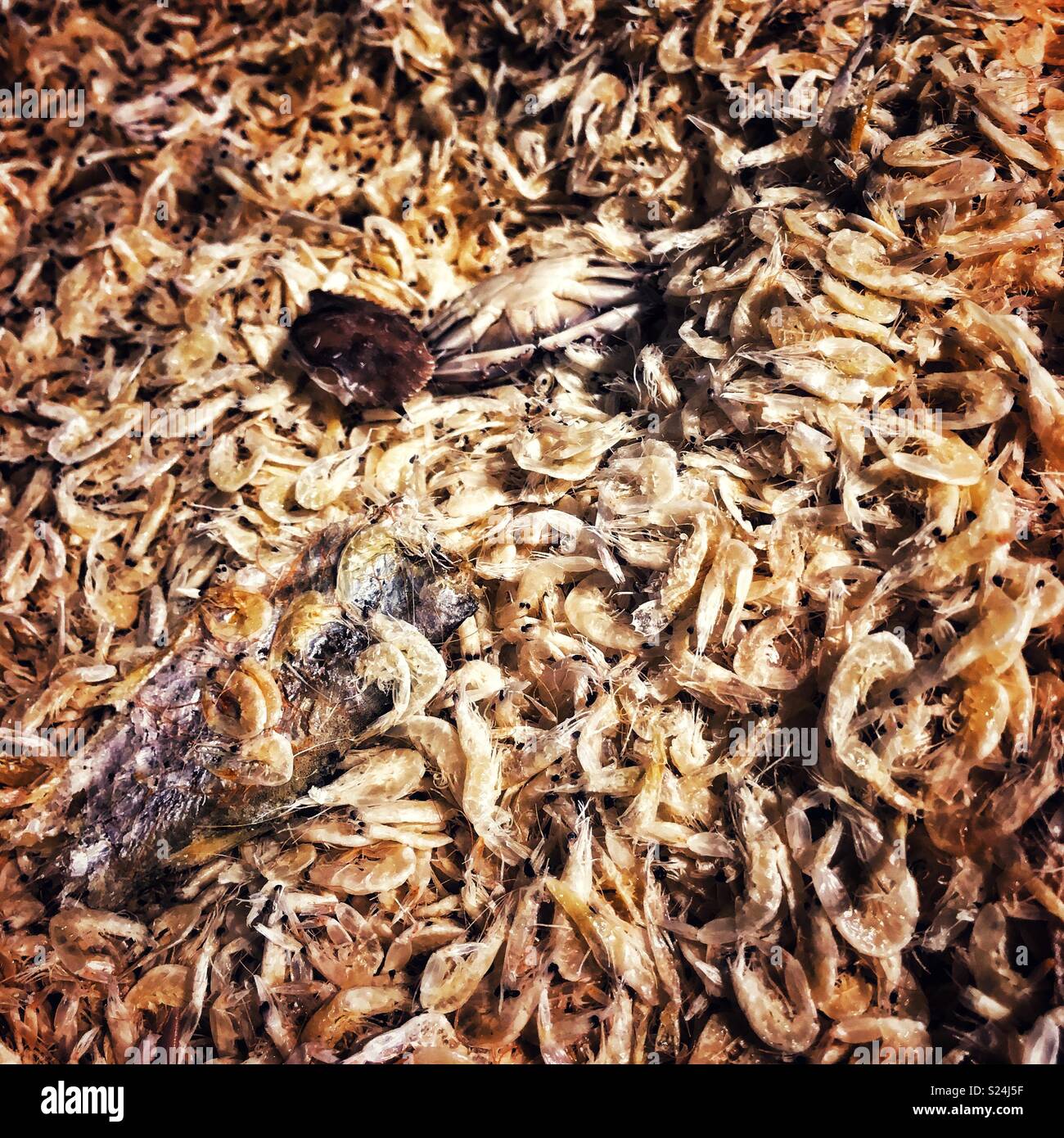 Dried seafood sold by the scoop full in Chinese supermarkets Stock ...