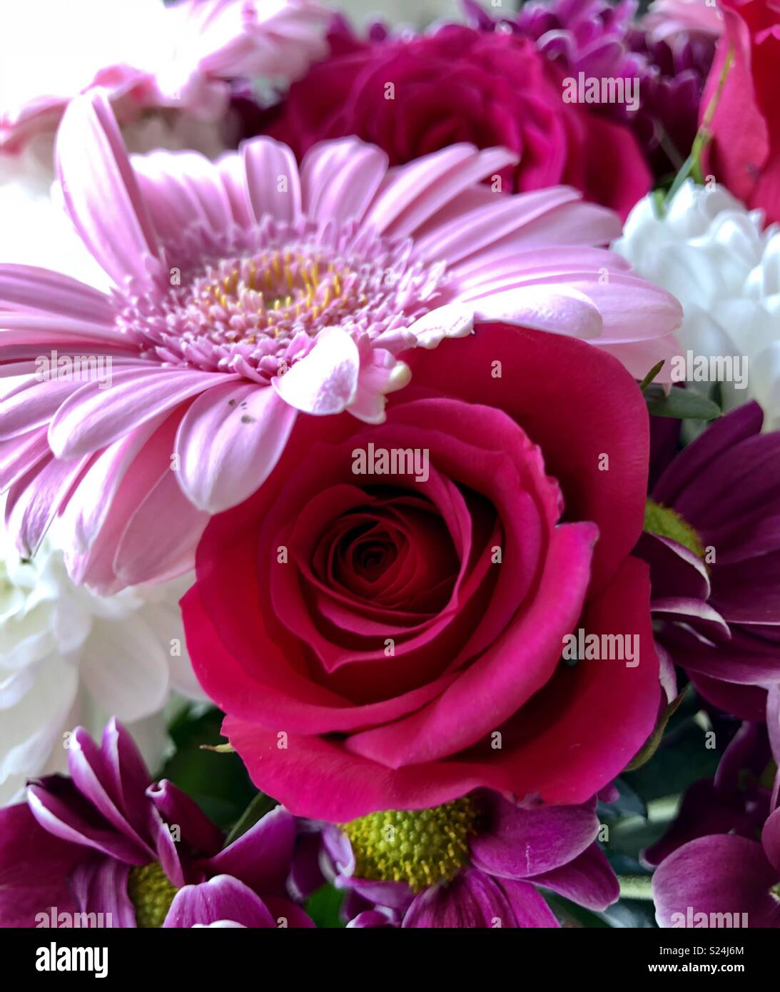 Floral collection hi-res stock photography and images - Alamy