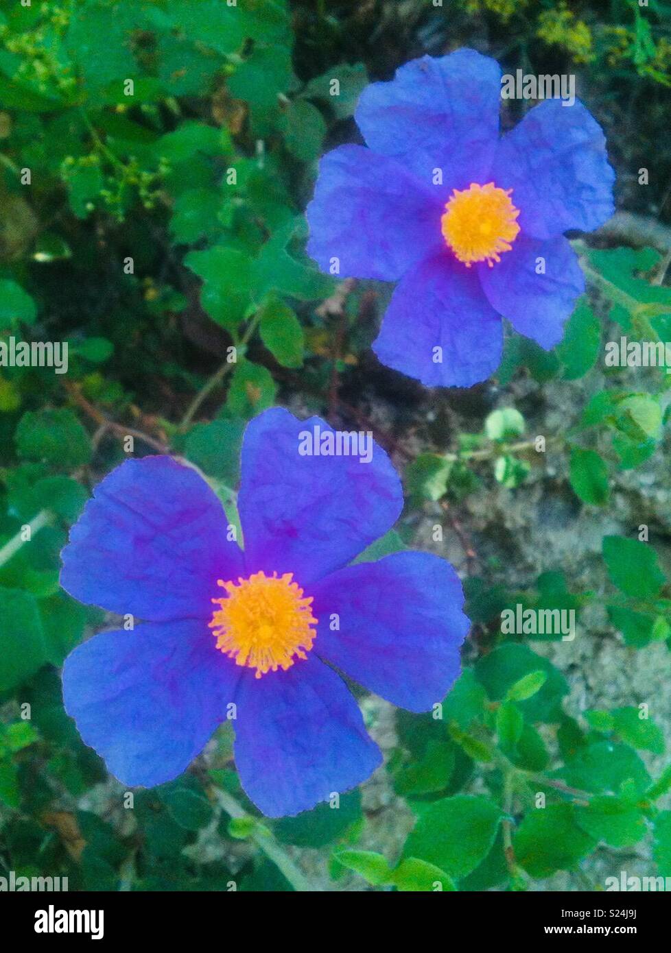 Flowers italy hi-res stock photography and images - Alamy