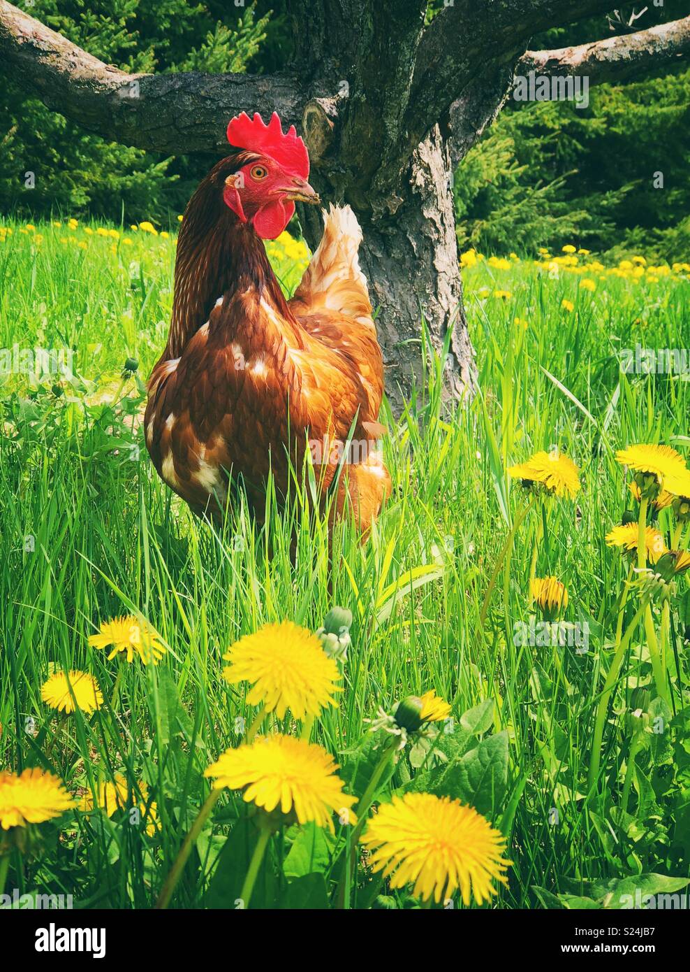 Chicken in grass hi-res stock photography and images - Alamy