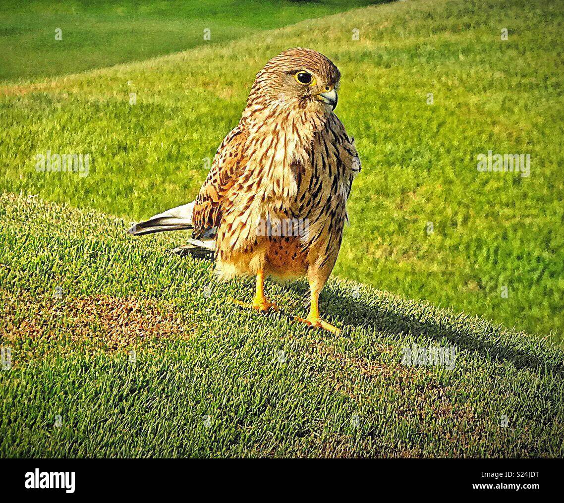Falcon landscape hi-res stock photography and images - Alamy