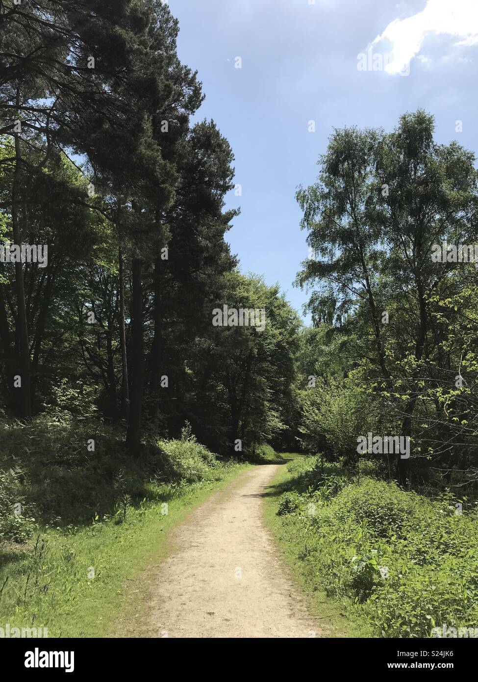 Sunny path through trees Stock Photo - Alamy