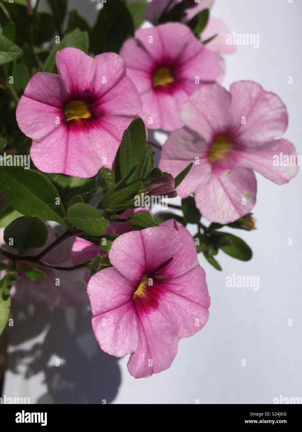 Eye flowers hi-res stock photography and images - Alamy