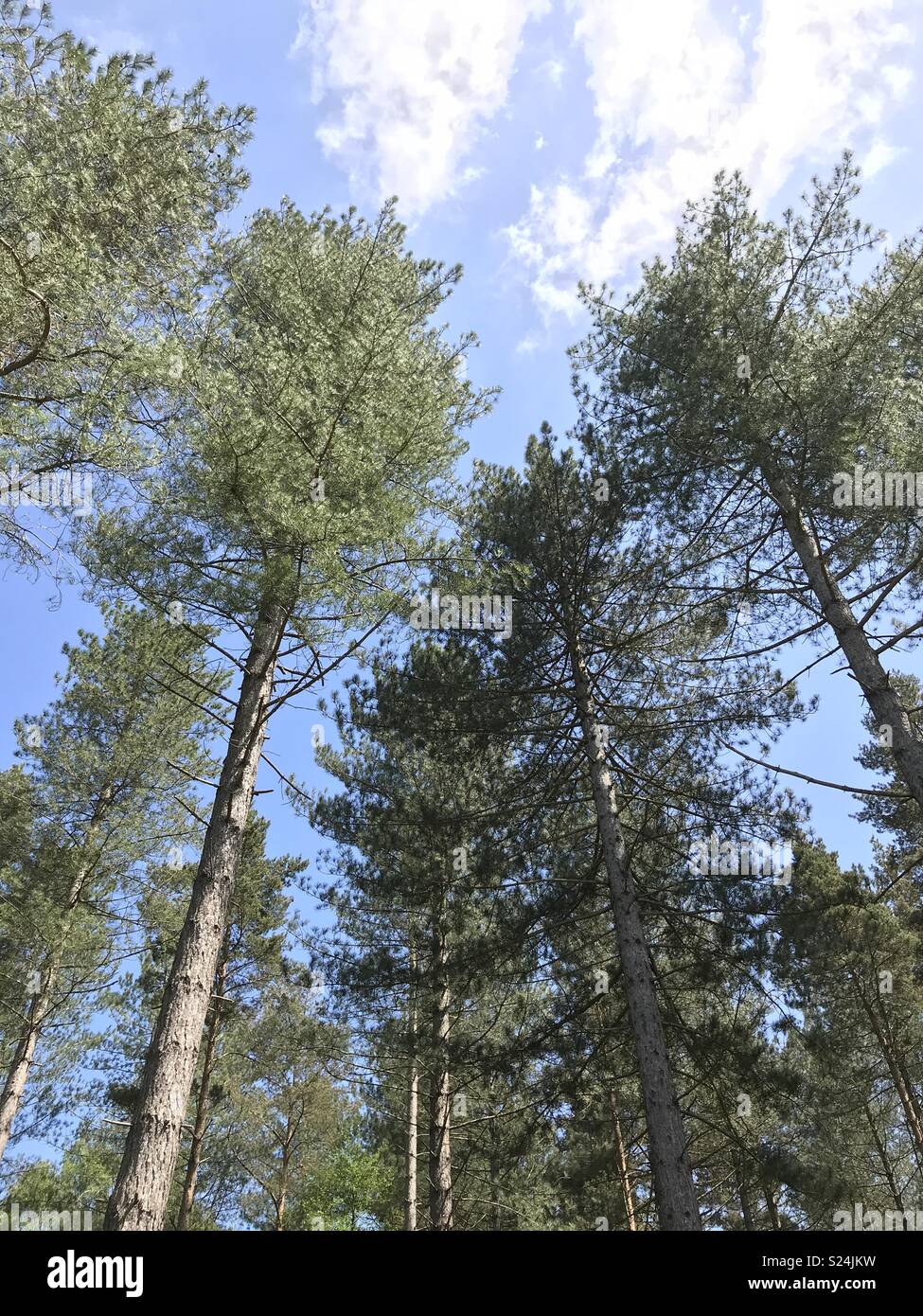 Branches of fir trees hi-res stock photography and images - Alamy