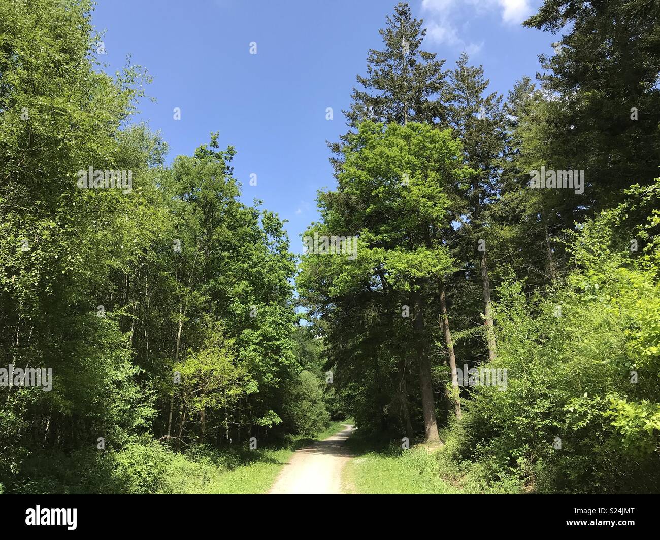 Sunny path in woodland Stock Photo - Alamy