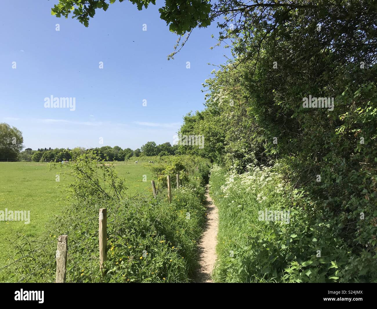 Country footpath with field Stock Photo - Alamy