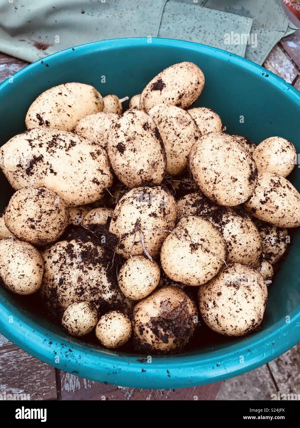 Potatoe bucket hi-res stock photography and images - Alamy
