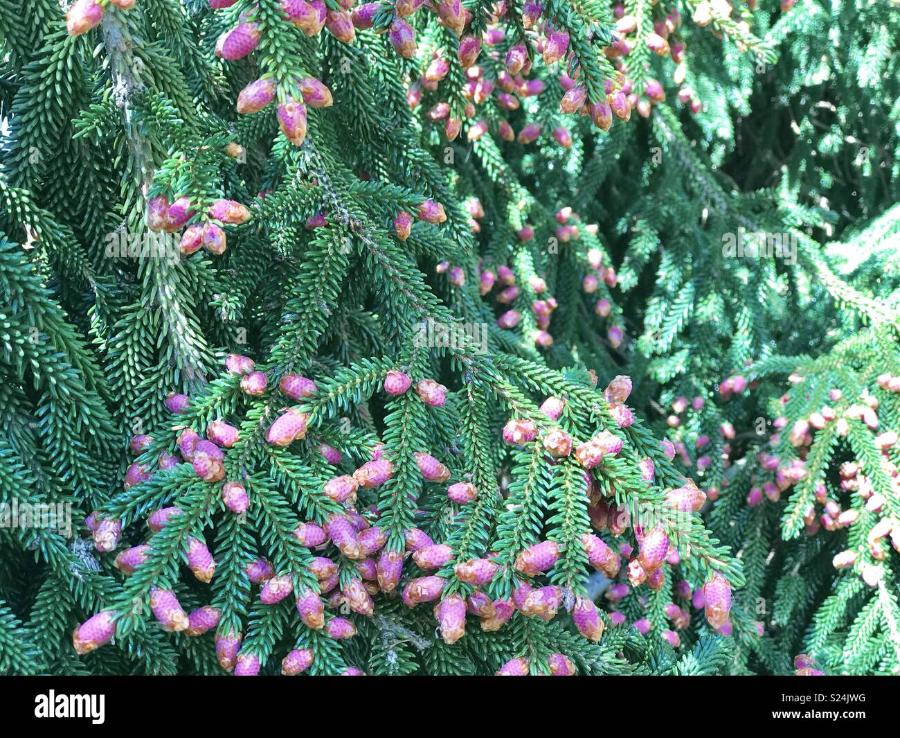 Pine Tree Buds Stock Photo - Alamy