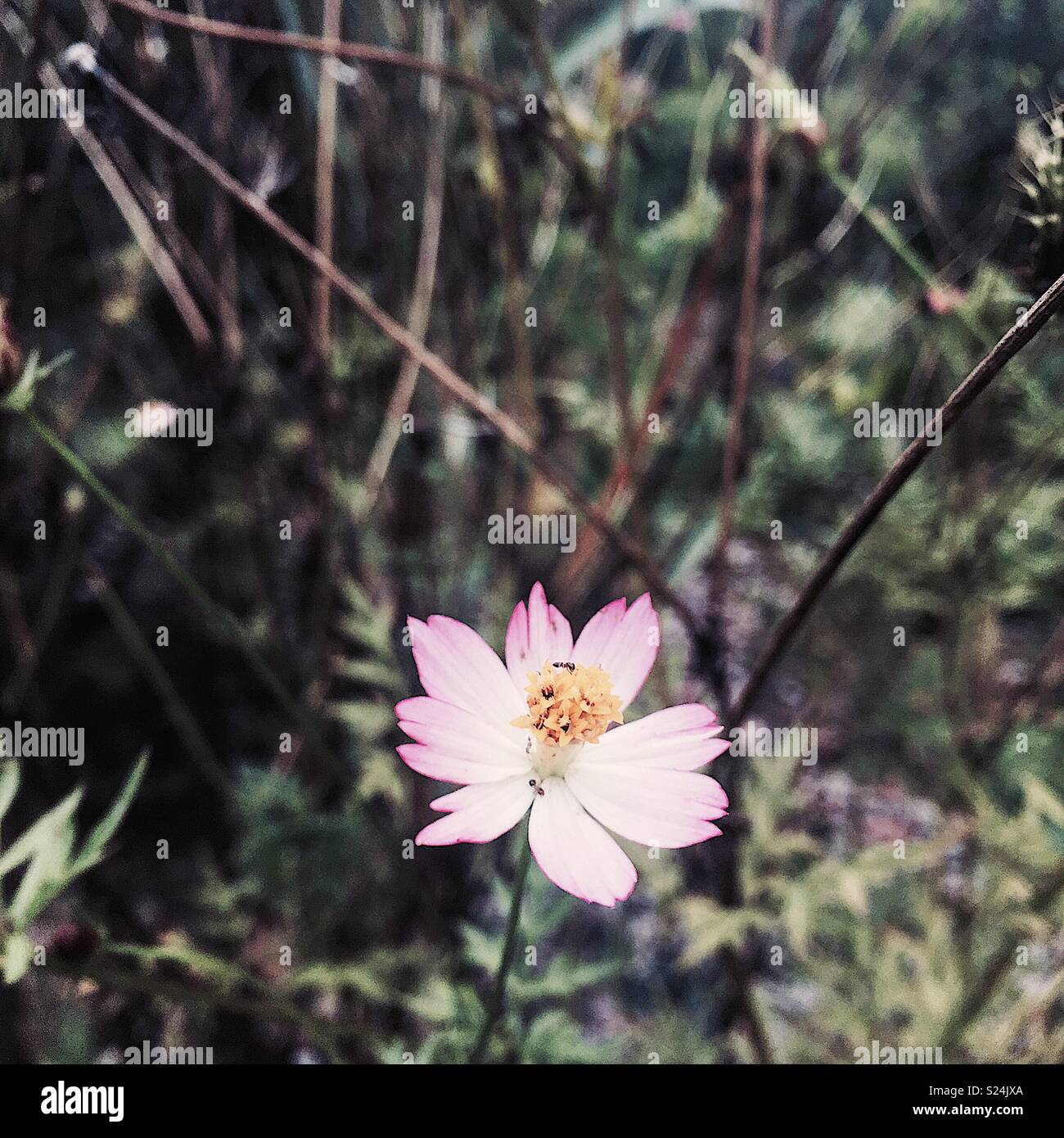 Take a flower hi-res stock photography and images - Alamy