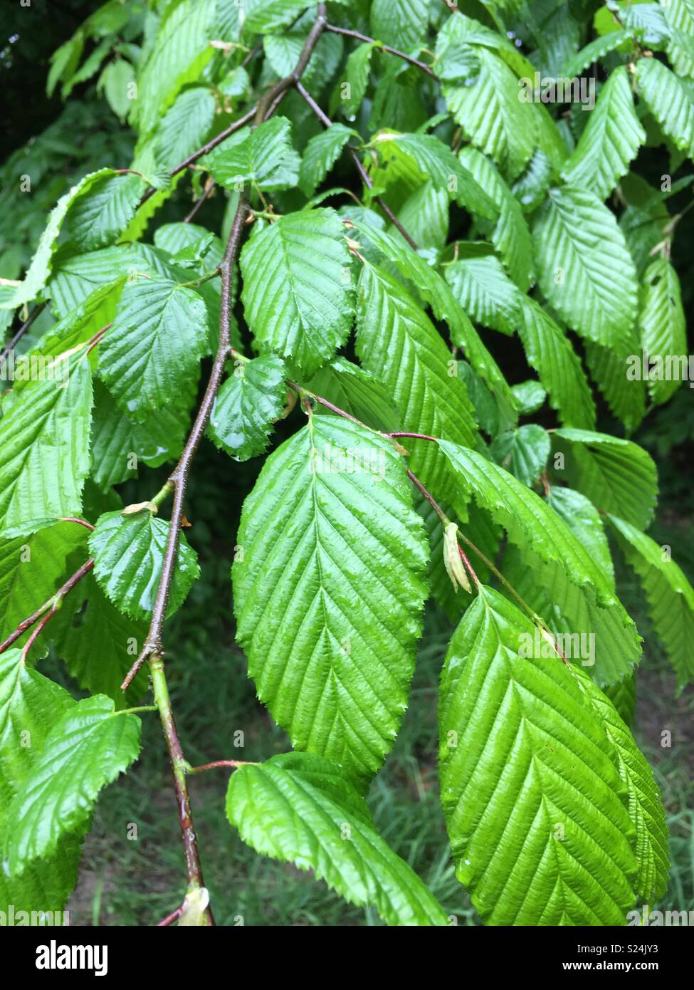 Green beech tree hi-res stock photography and images - Alamy