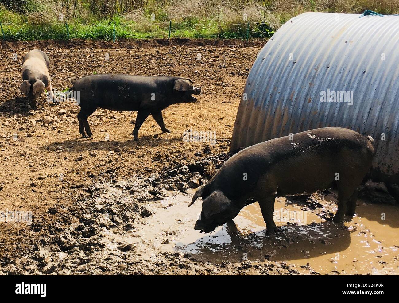 Pigs at Butser Ancient Farm, South Downs National Park, Hampshire Stock ...