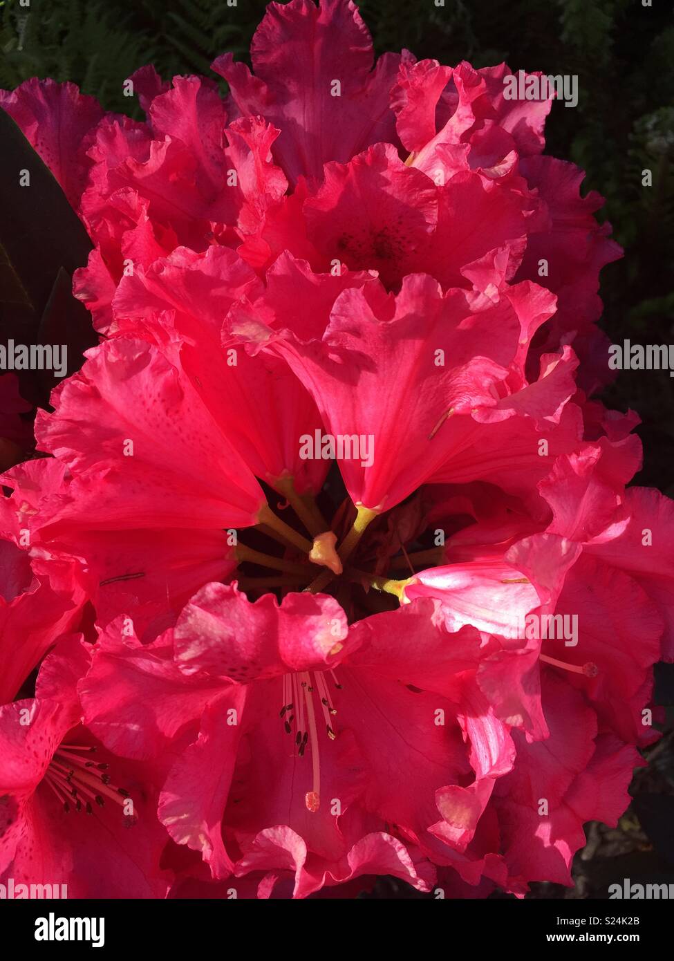 Spectacular Flower High Resolution Stock Photography and Images - Alamy