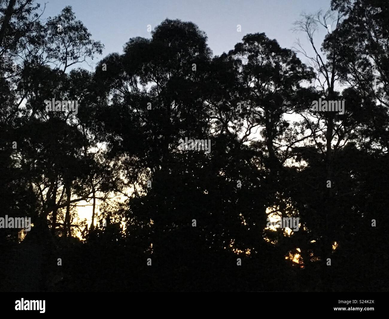 Trees skyline hi-res stock photography and images - Alamy