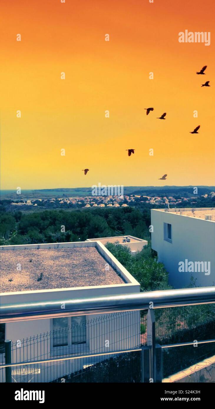 Birds of menorca hi-res stock photography and images - Alamy