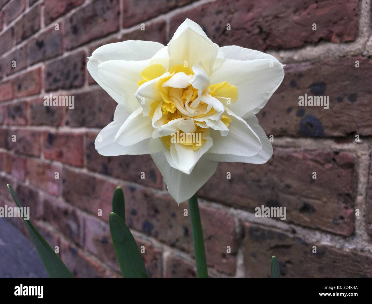 Double daffodil hi-res stock photography and images - Alamy