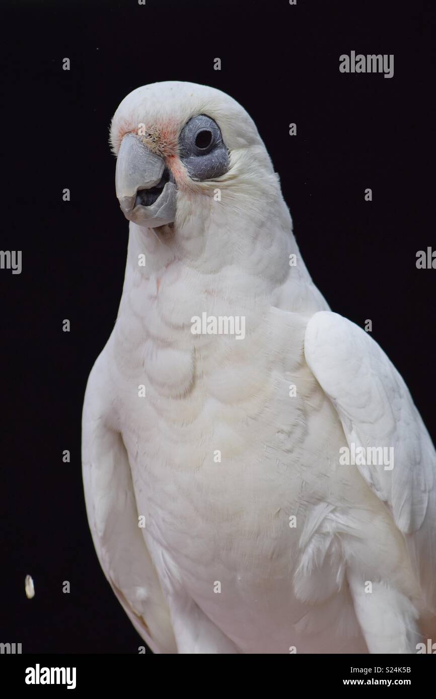 Blue cockatoo hi-res stock photography and images - Alamy