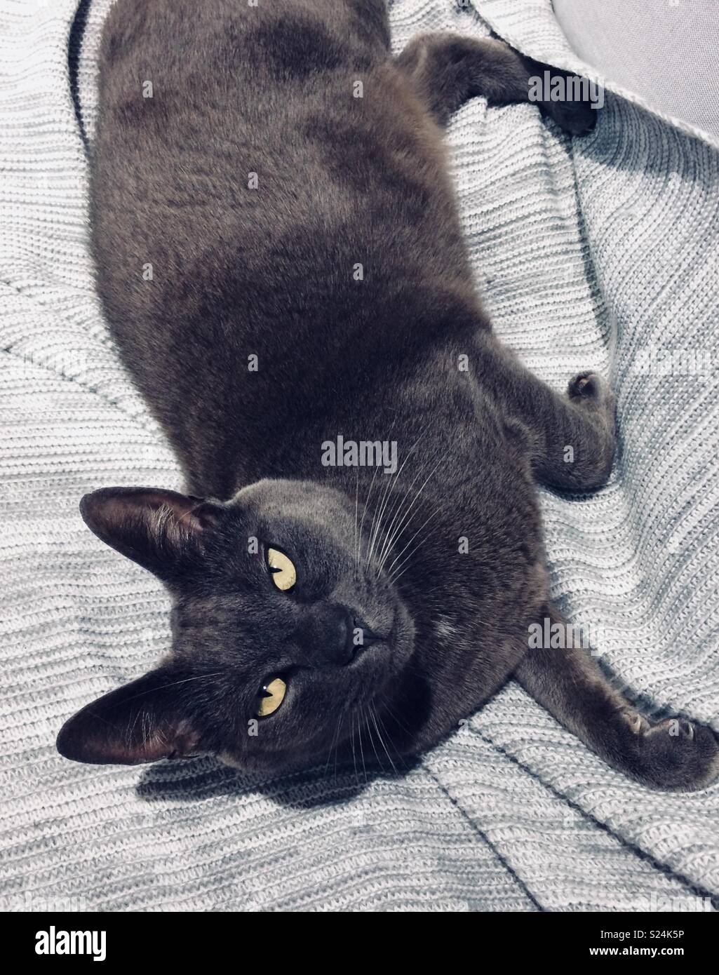 Grey cat chilling out on sofa Stock Photo - Alamy