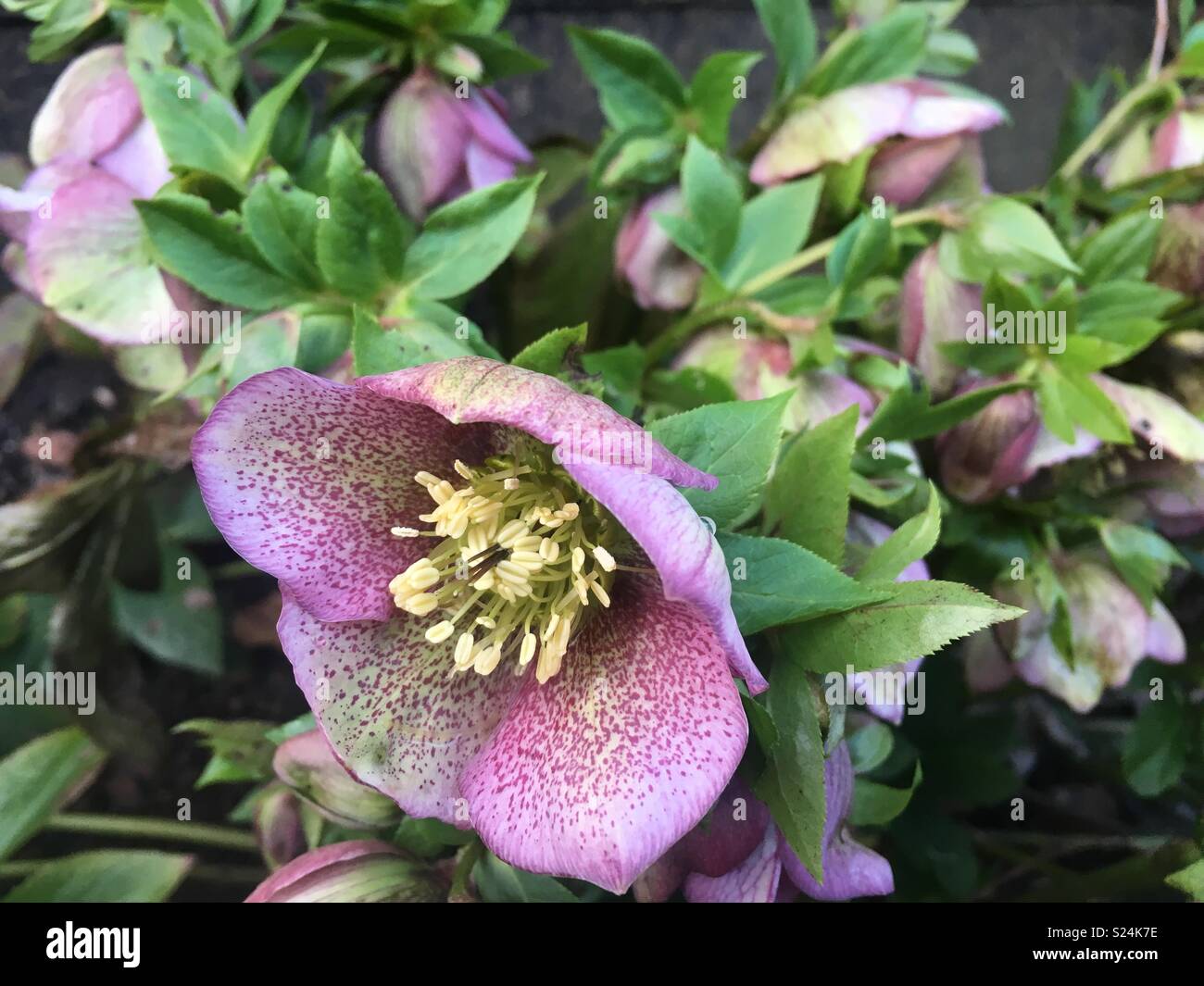 Pink hellebores hi-res stock photography and images - Alamy