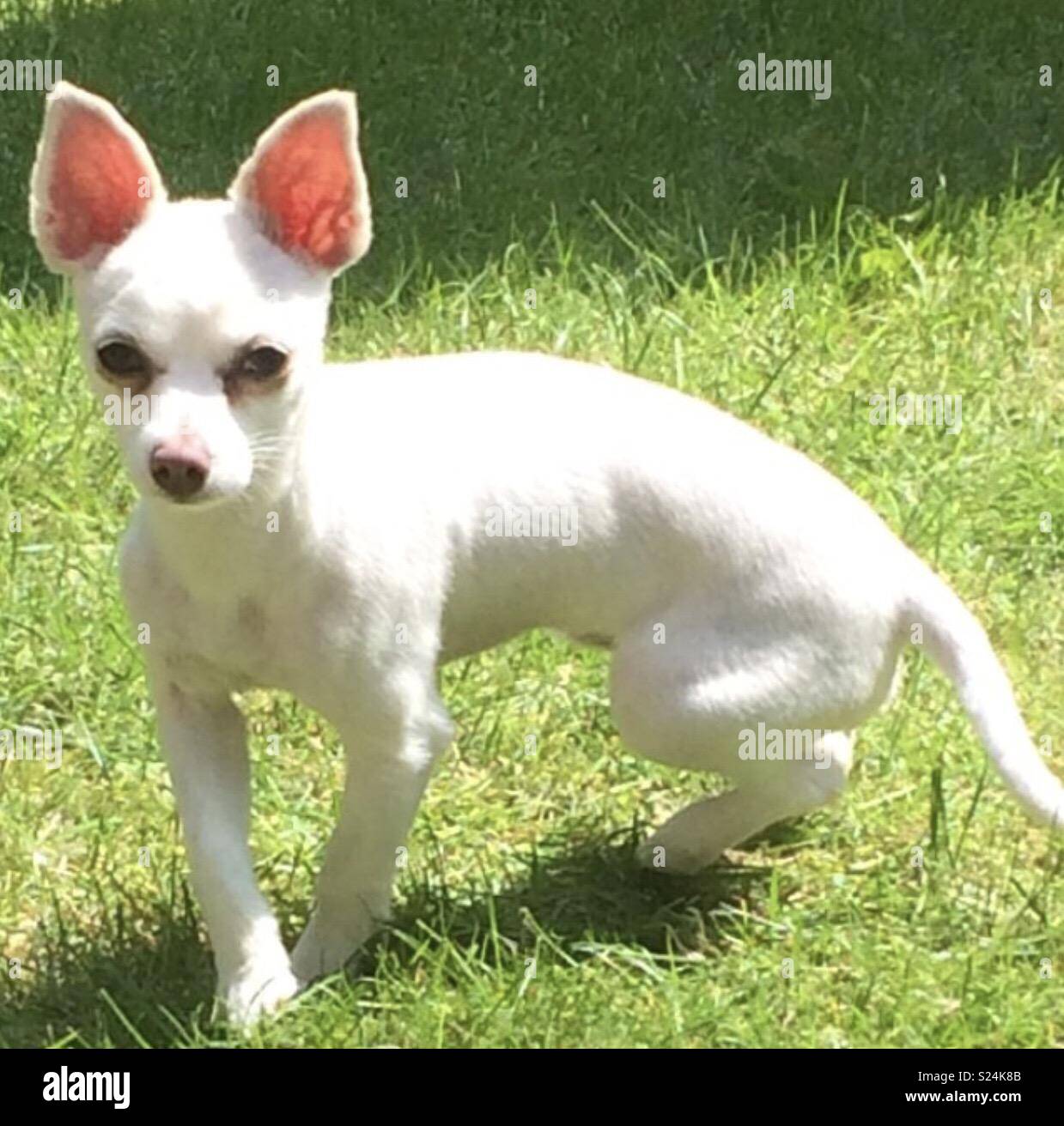 Chilling in the sun Stock Photo - Alamy