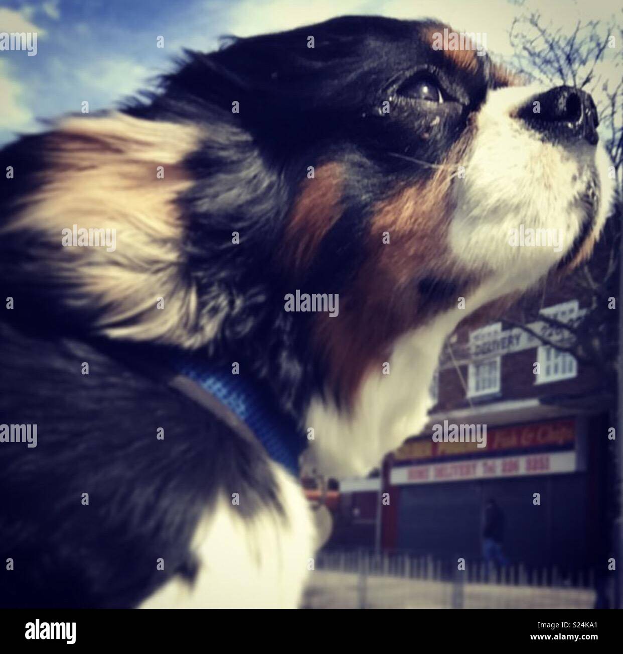 Head out of window hi-res stock photography and images - Alamy