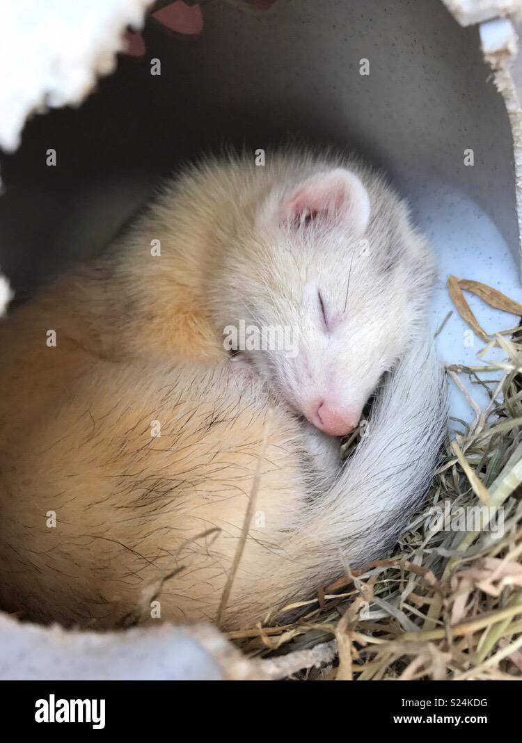 Sleeping ferret hi-res stock photography and images - Alamy