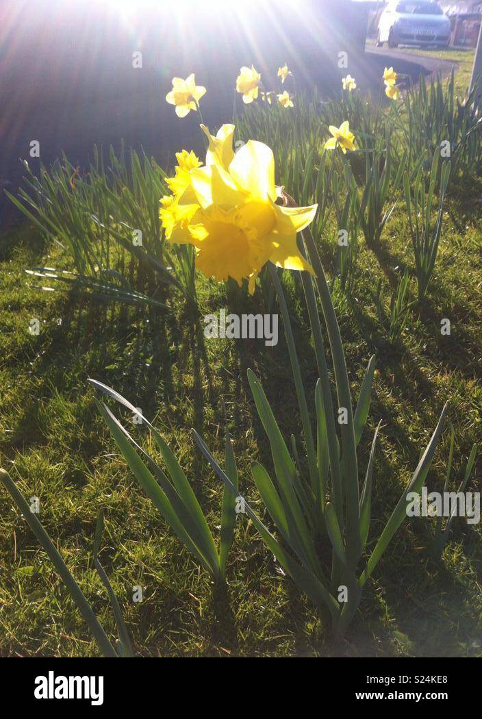 Daffodils in the sunshine Stock Photo - Alamy