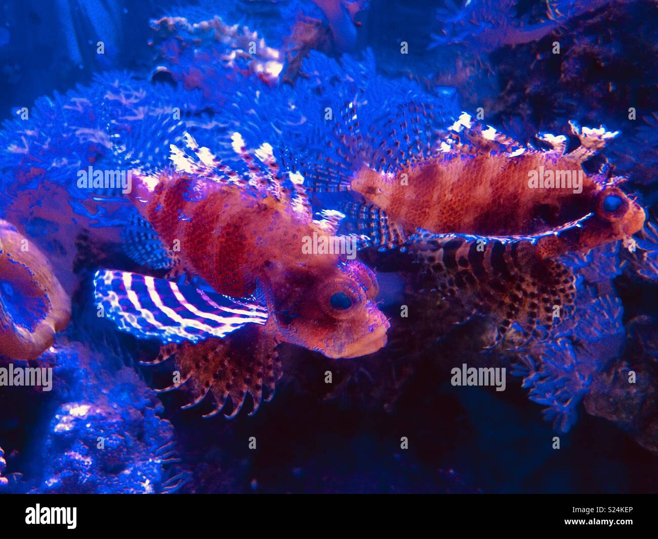 Two scorpion fish Stock Photo - Alamy