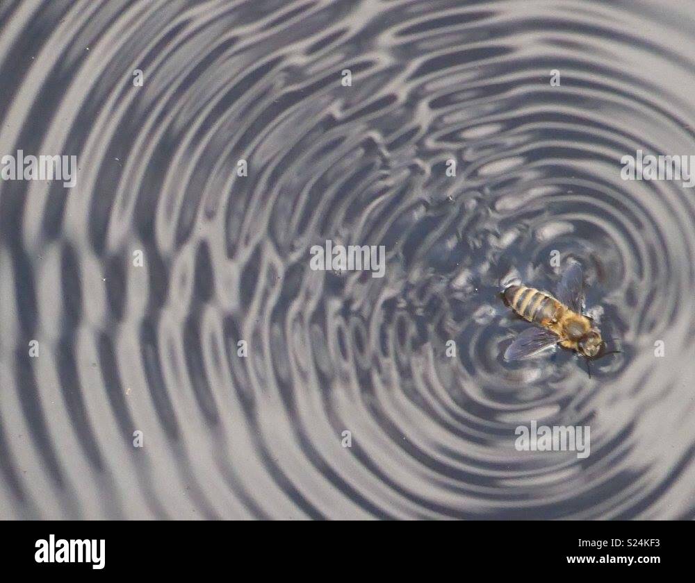 Insect on water Stock Photo - Alamy