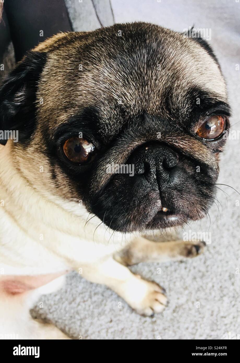 Little black pug hi-res stock photography and images - Alamy