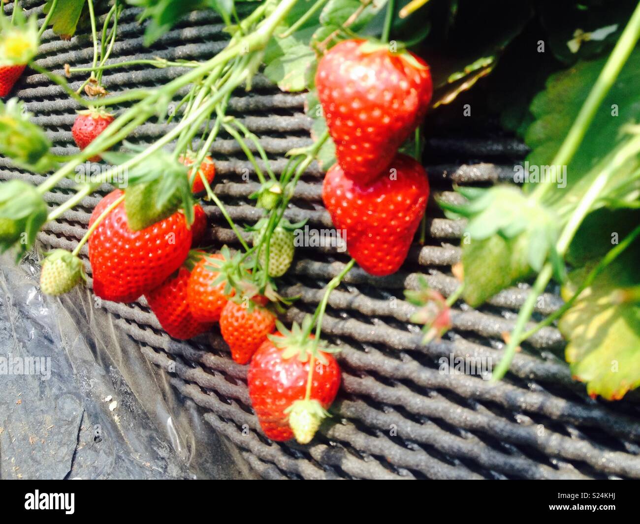 Strawberry farm hi-res stock photography and images - Alamy