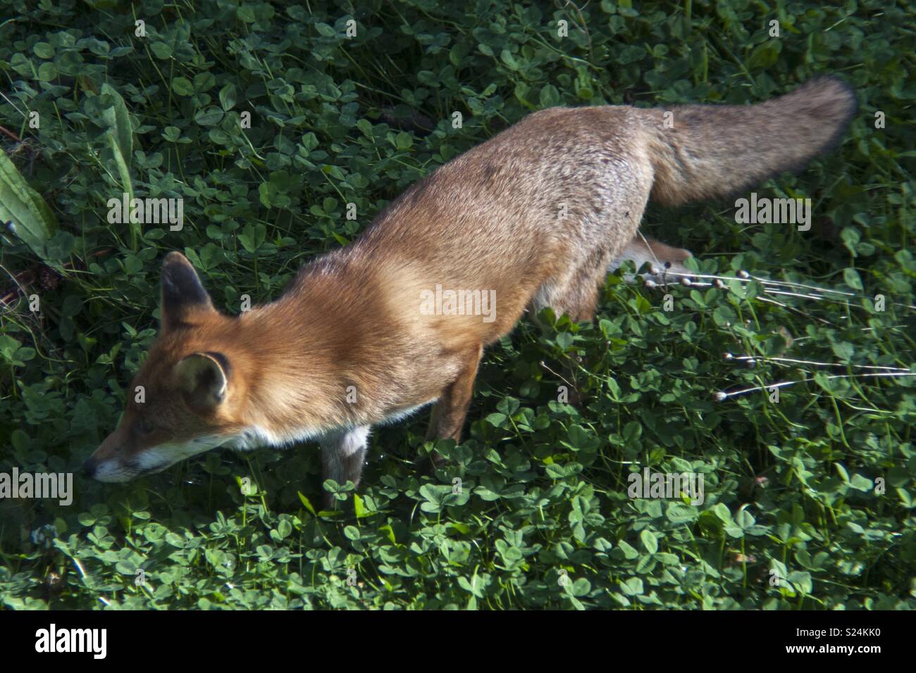 Fox on the hunt hi-res stock photography and images - Alamy