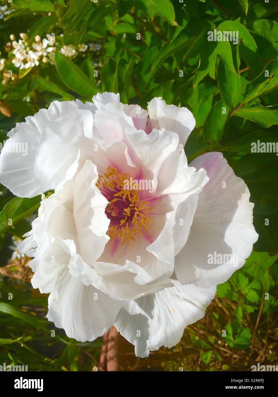 Peonies in full bloom hi-res stock photography and images - Alamy