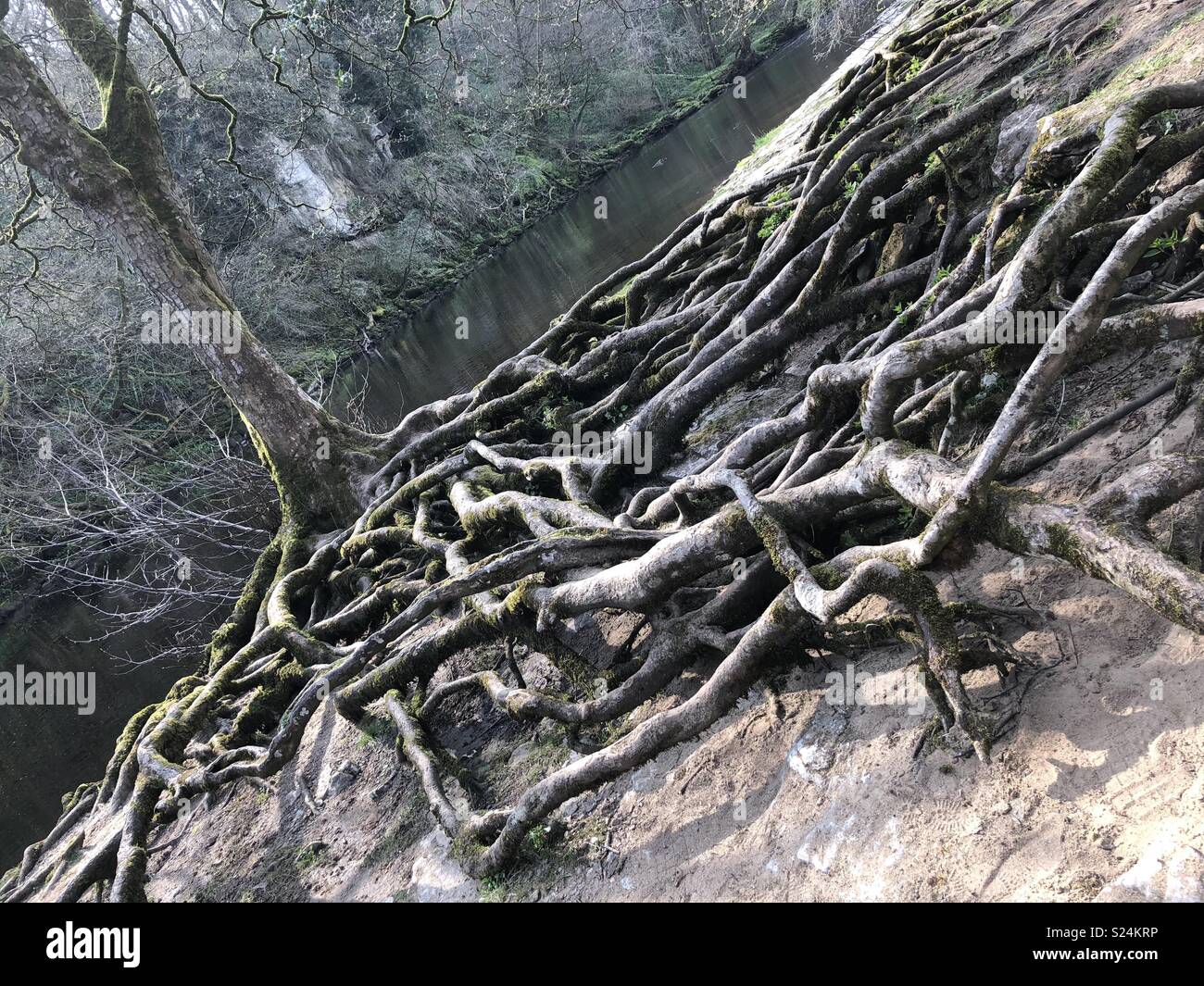 Overground tree roots hi-res stock photography and images - Alamy