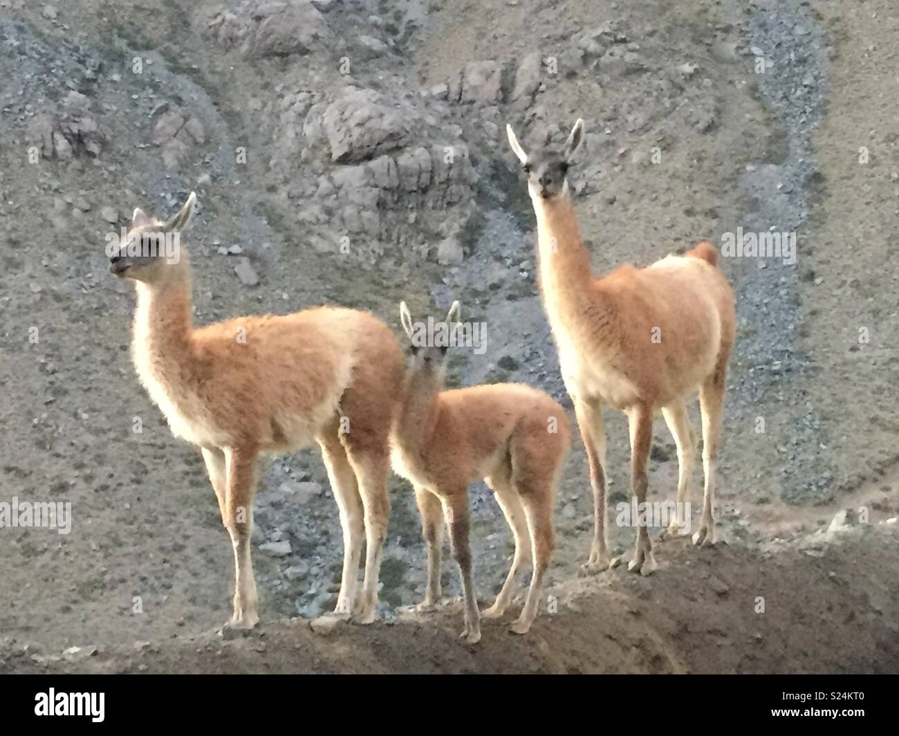 Guanacos hi-res stock photography and images - Alamy