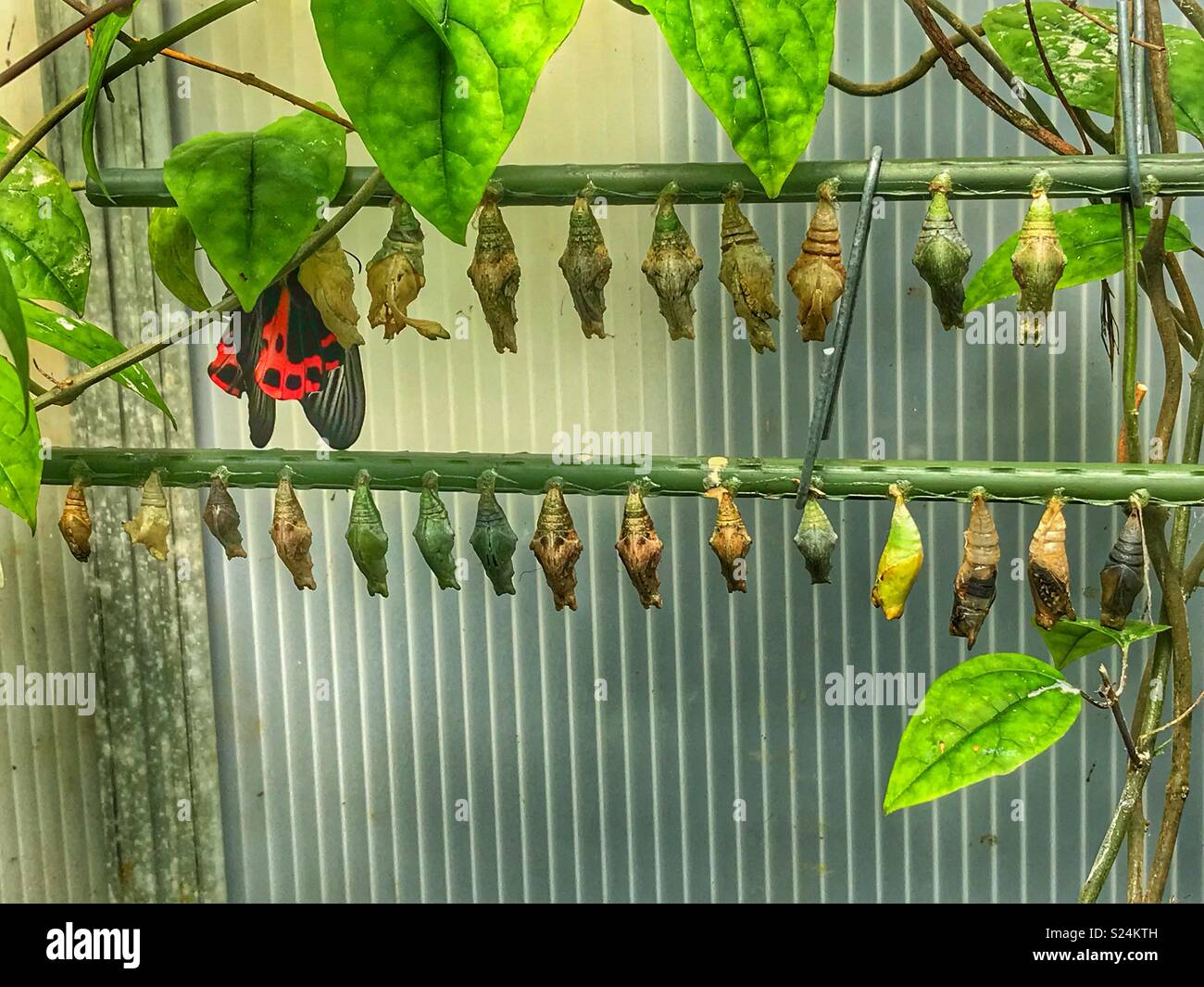 Butterfly cocoons hi-res stock photography and images - Alamy