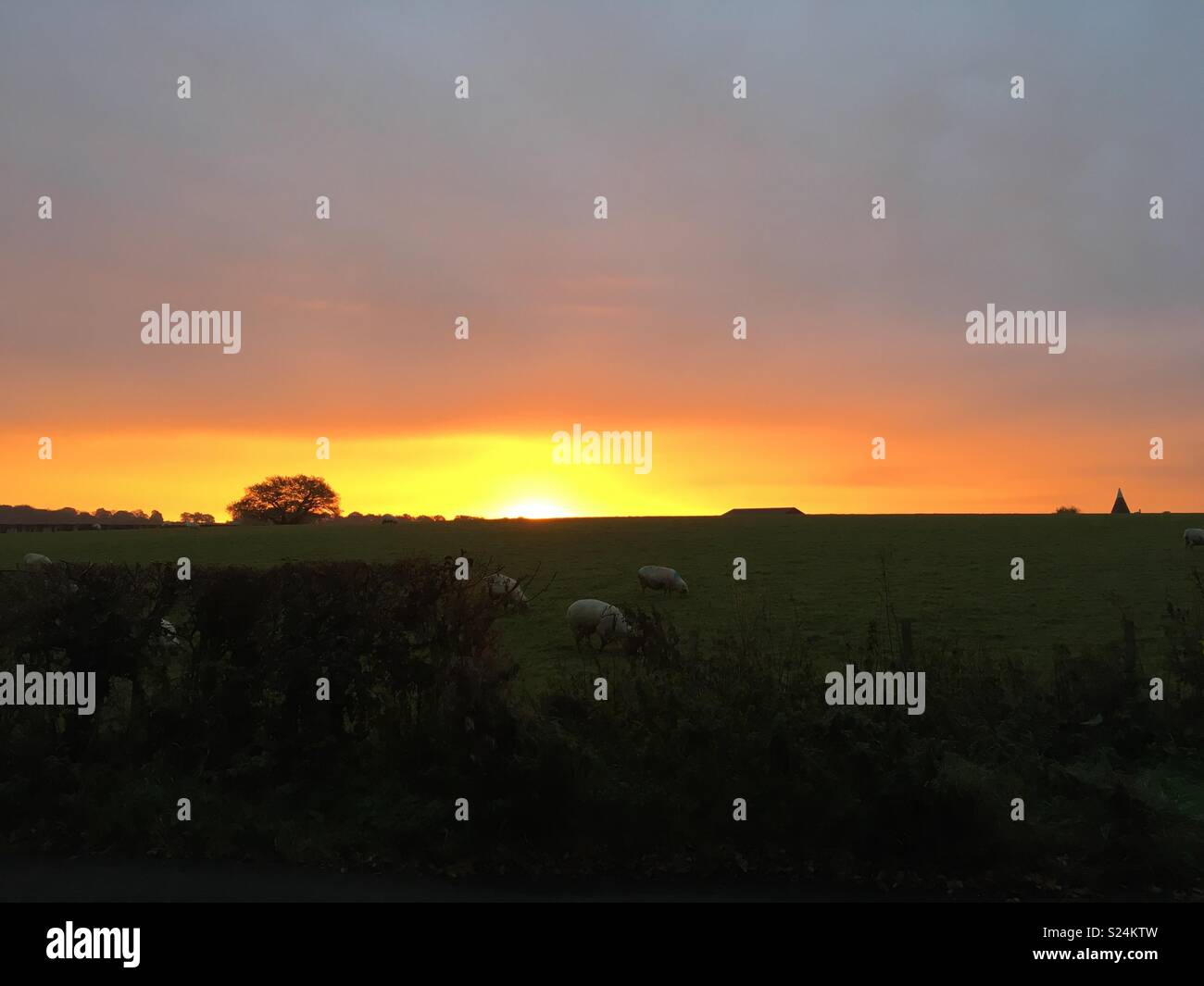 Sunrise with sheep Stock Photo - Alamy