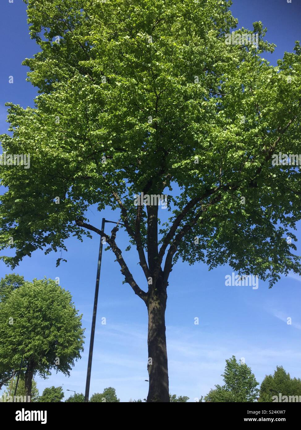 Perfect tree hi-res stock photography and images - Alamy