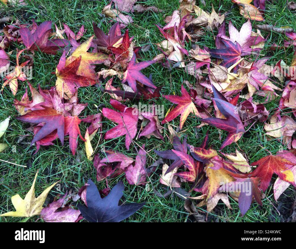 Autumn leaves on the floor Stock Photo - Alamy