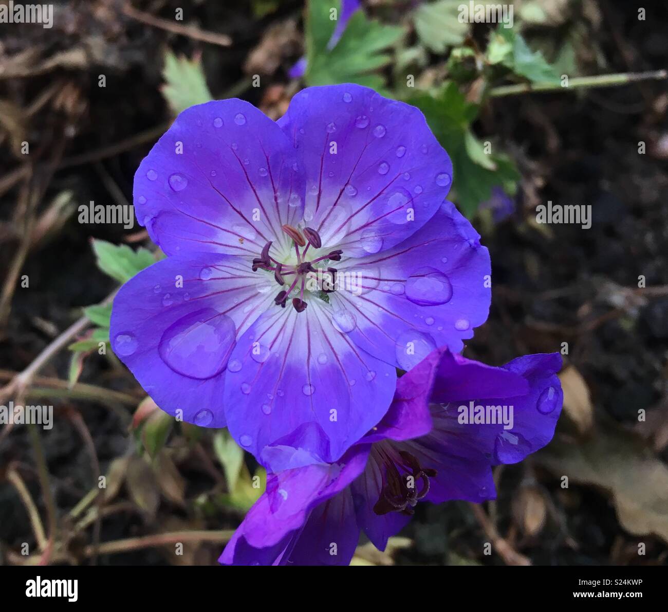 Geranium rozanne flower hi-res stock photography and images - Alamy