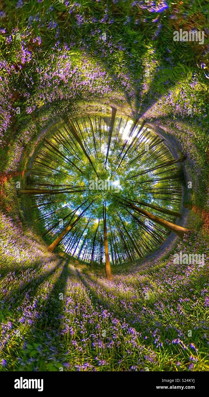 Bluebell woods inverted 360 view at Micheldever forest, Winchester ...