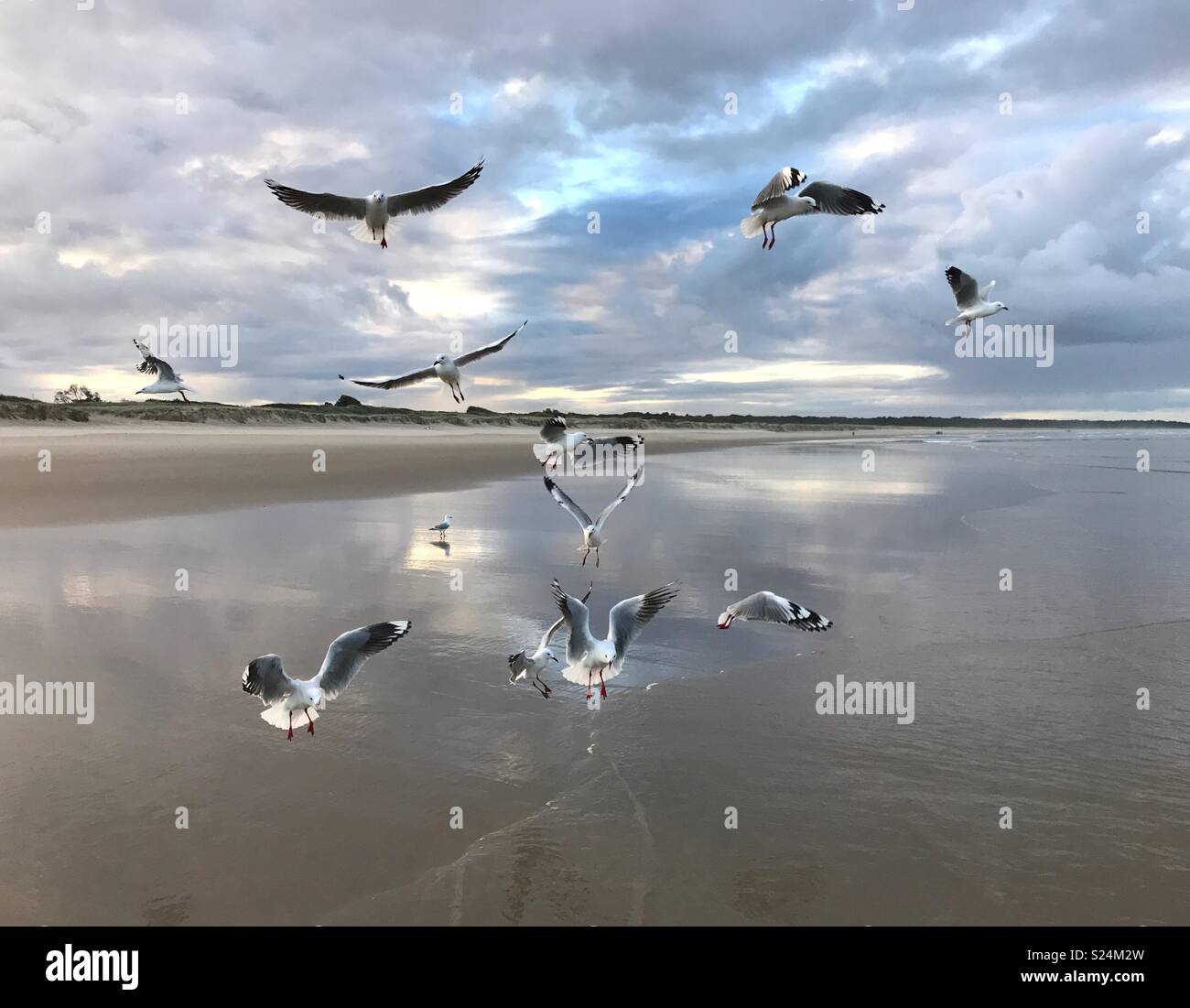 Beach Worms High Resolution Stock Photography and Images - Alamy
