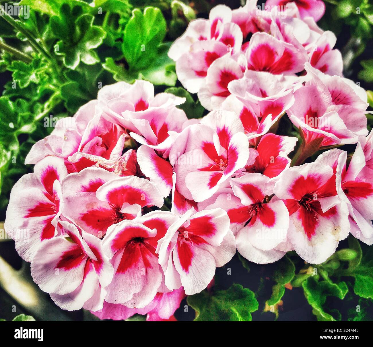 Cluster of american white splash zonal geraniums hi-res stock photography and images - Alamy