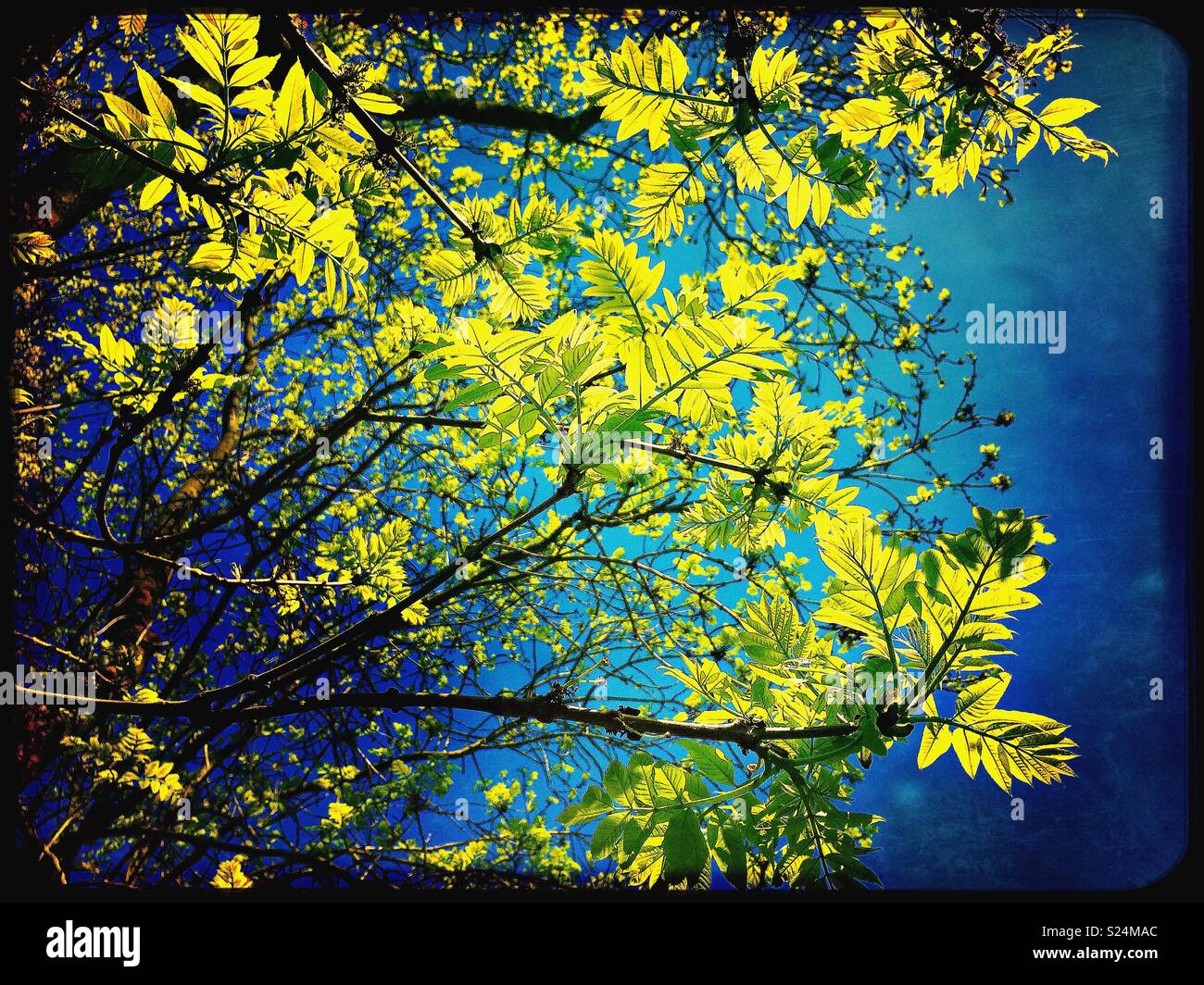 Ash tree leaves hi-res stock photography and images - Alamy