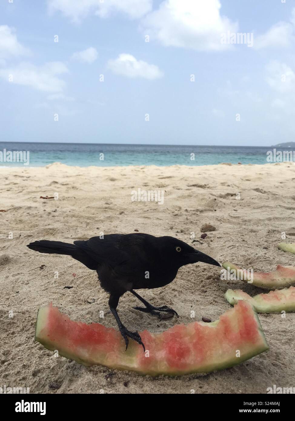 Cheeky bird hi-res stock photography and images - Alamy