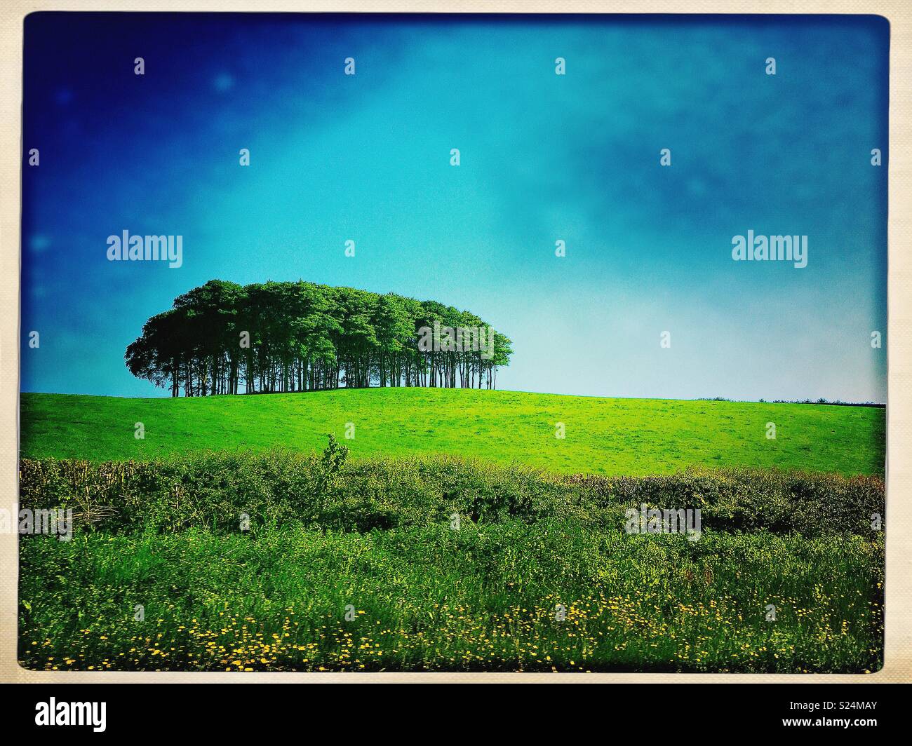 Clump of trees hi-res stock photography and images - Alamy