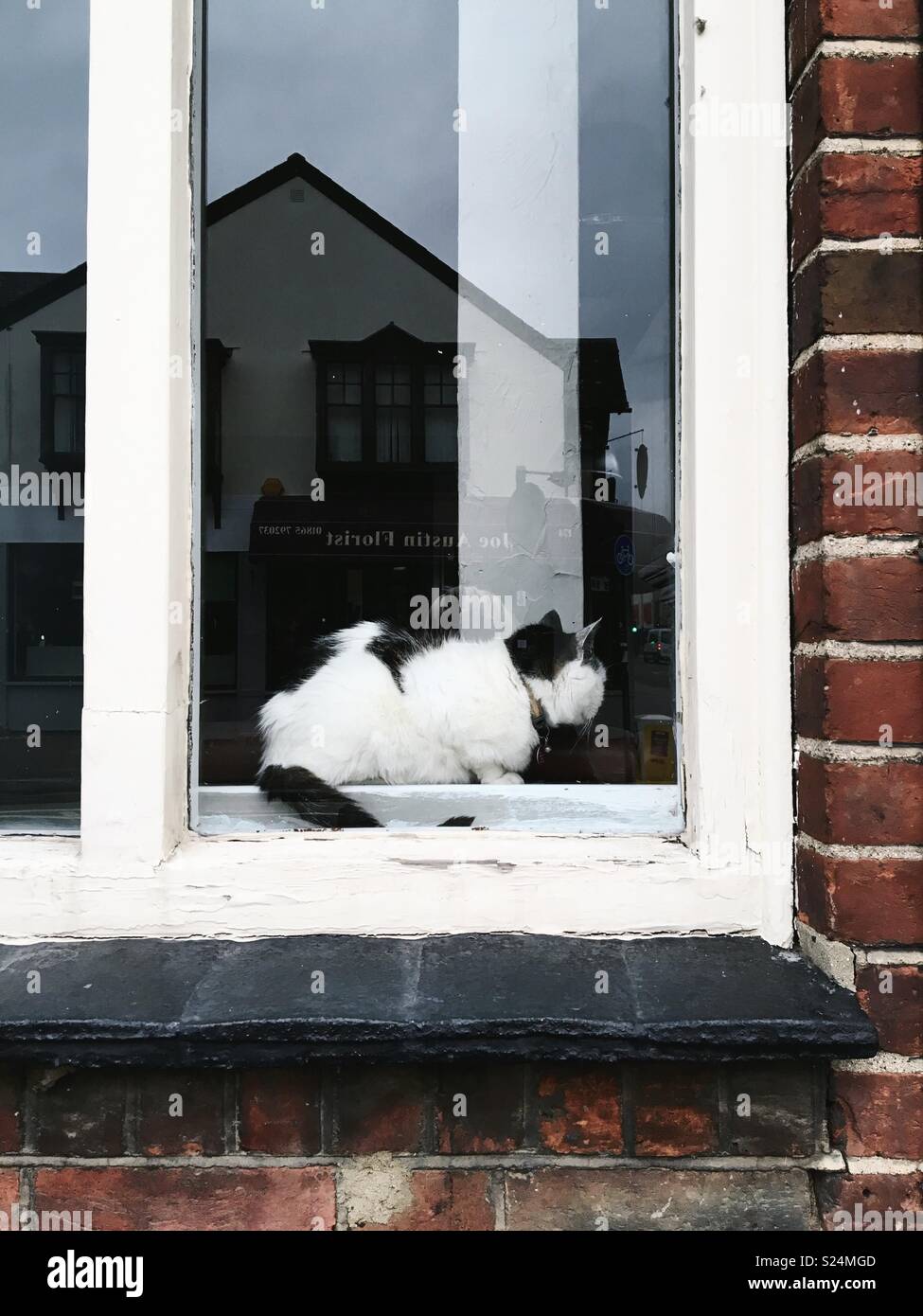 Cat in the window Stock Photo - Alamy