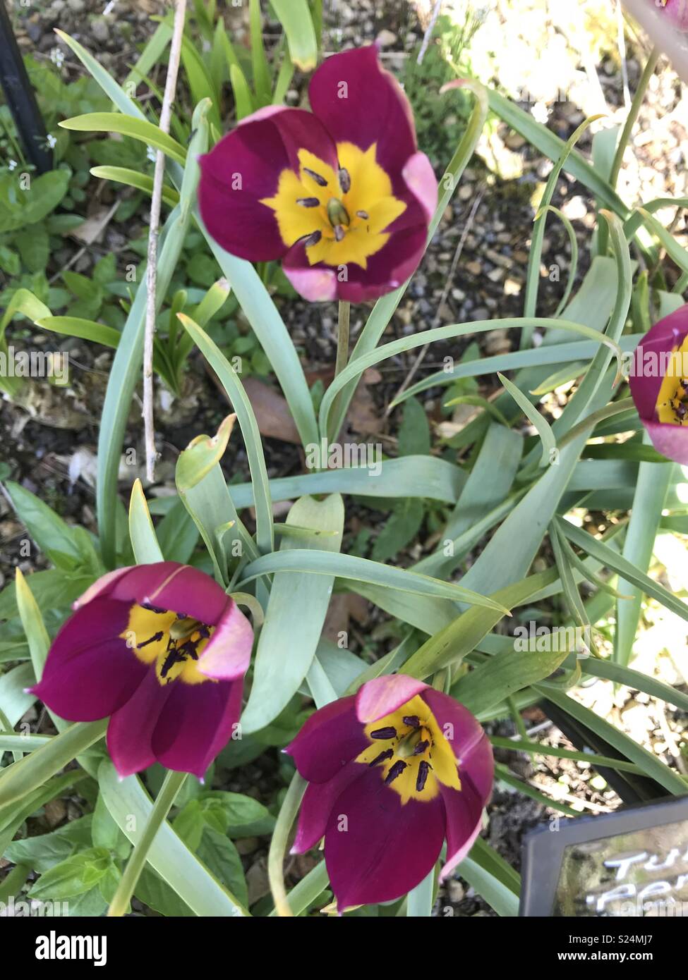 Purple star shaped flowers hi-res stock photography and images - Alamy