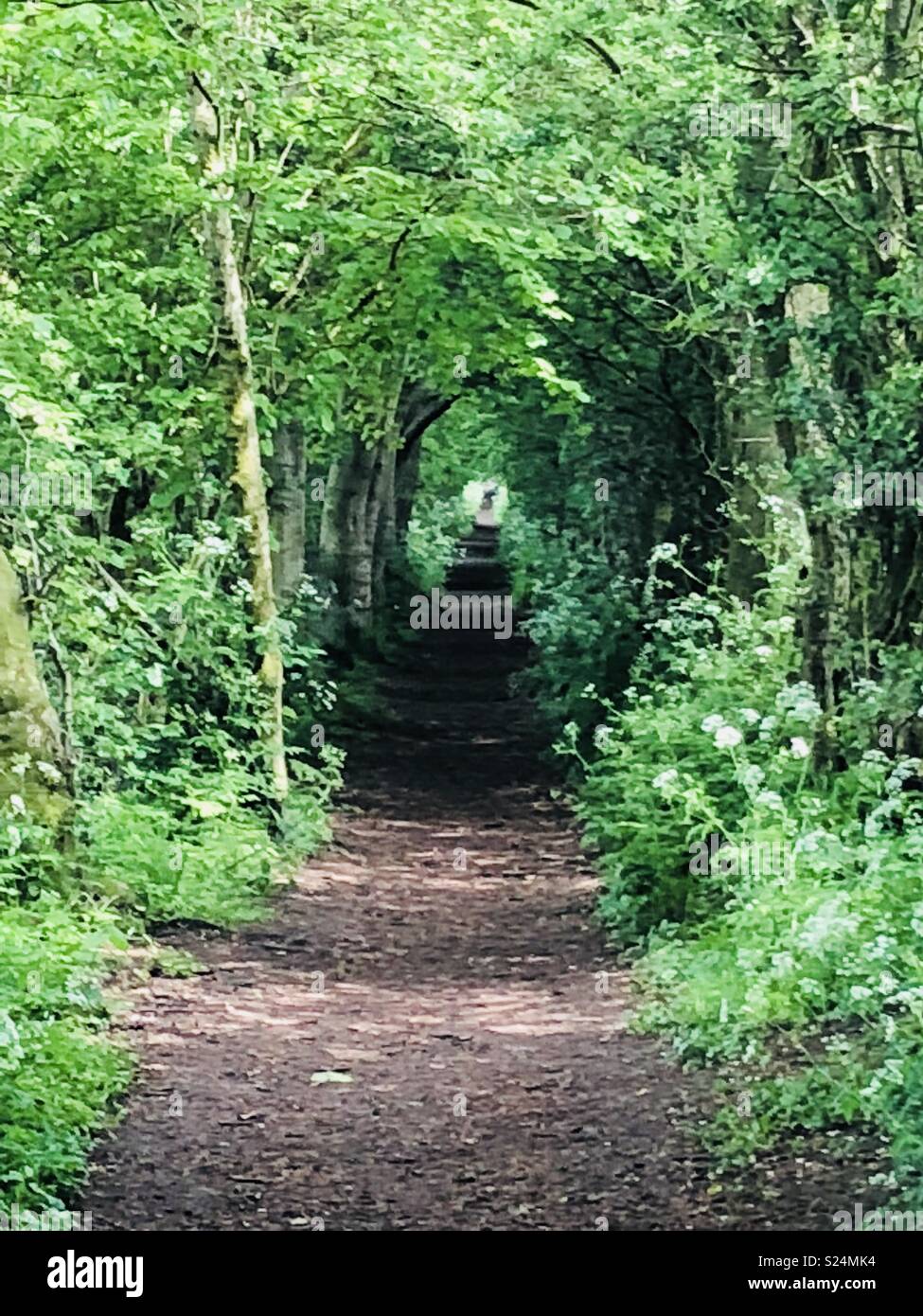 Tree lined forest hi-res stock photography and images - Alamy